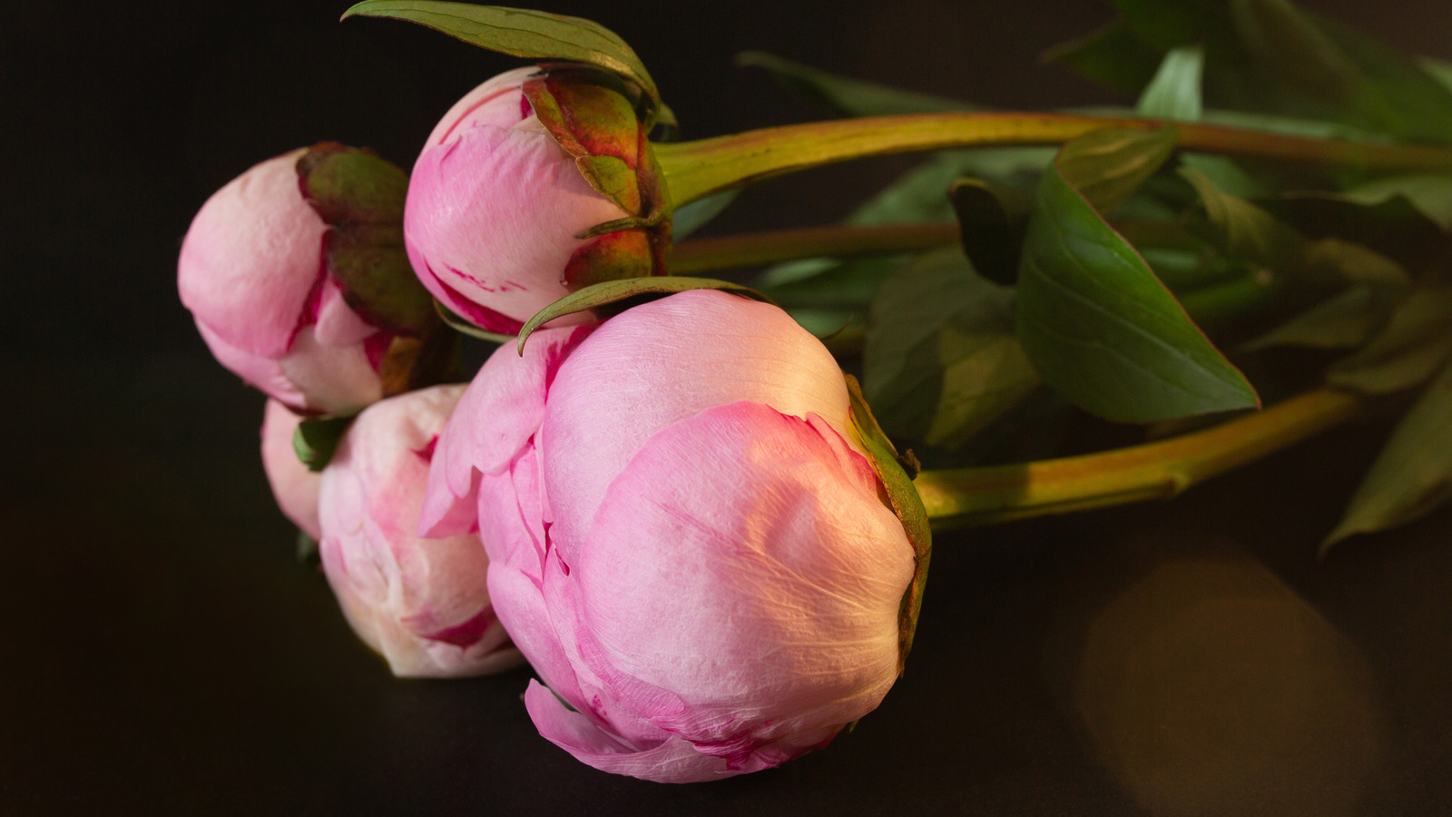 Tips To Keep Your Peonies Healthy And Thriving Through Winter