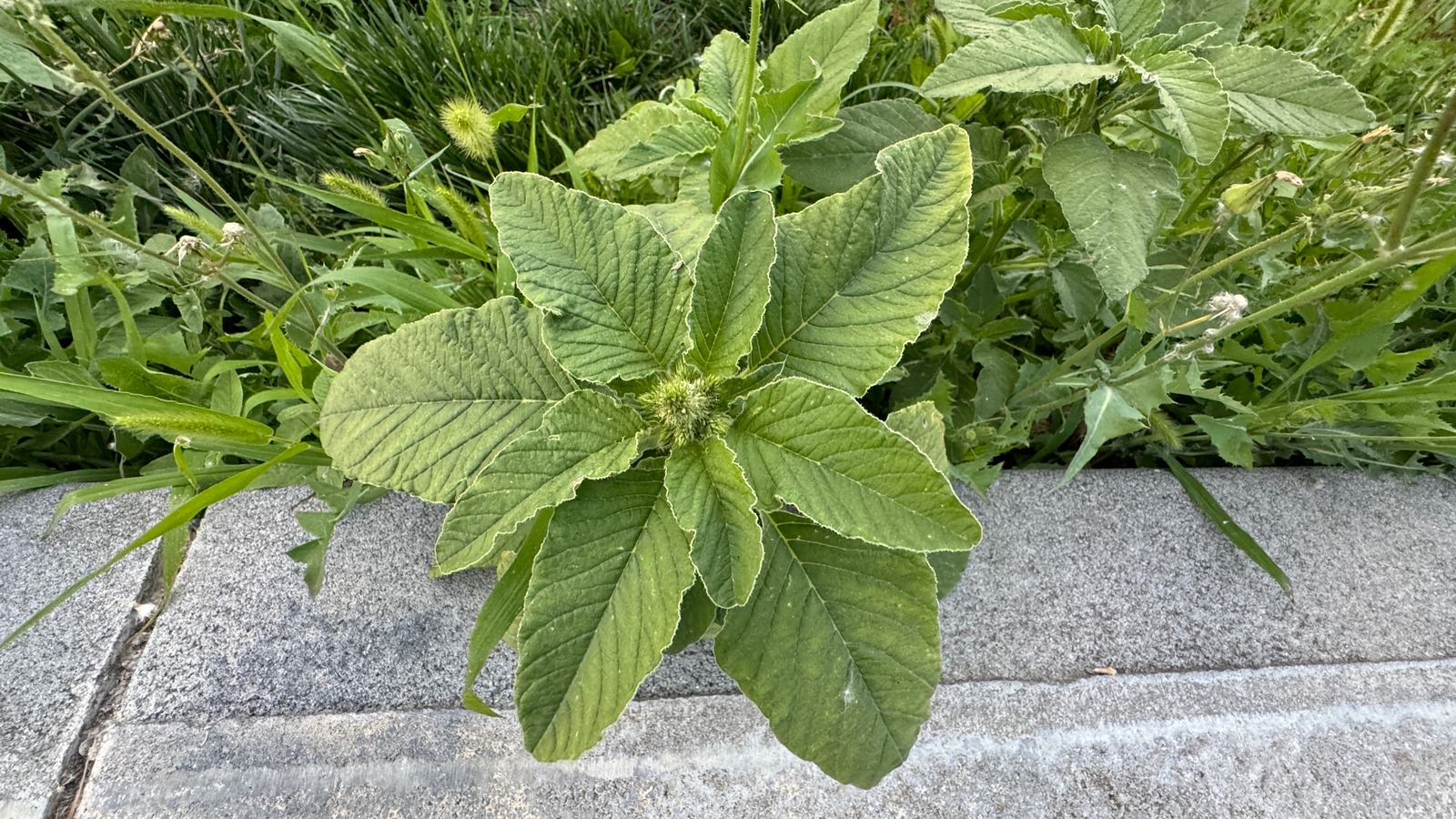 Tips To Prevent And Kill Pigweed In Your Lawn