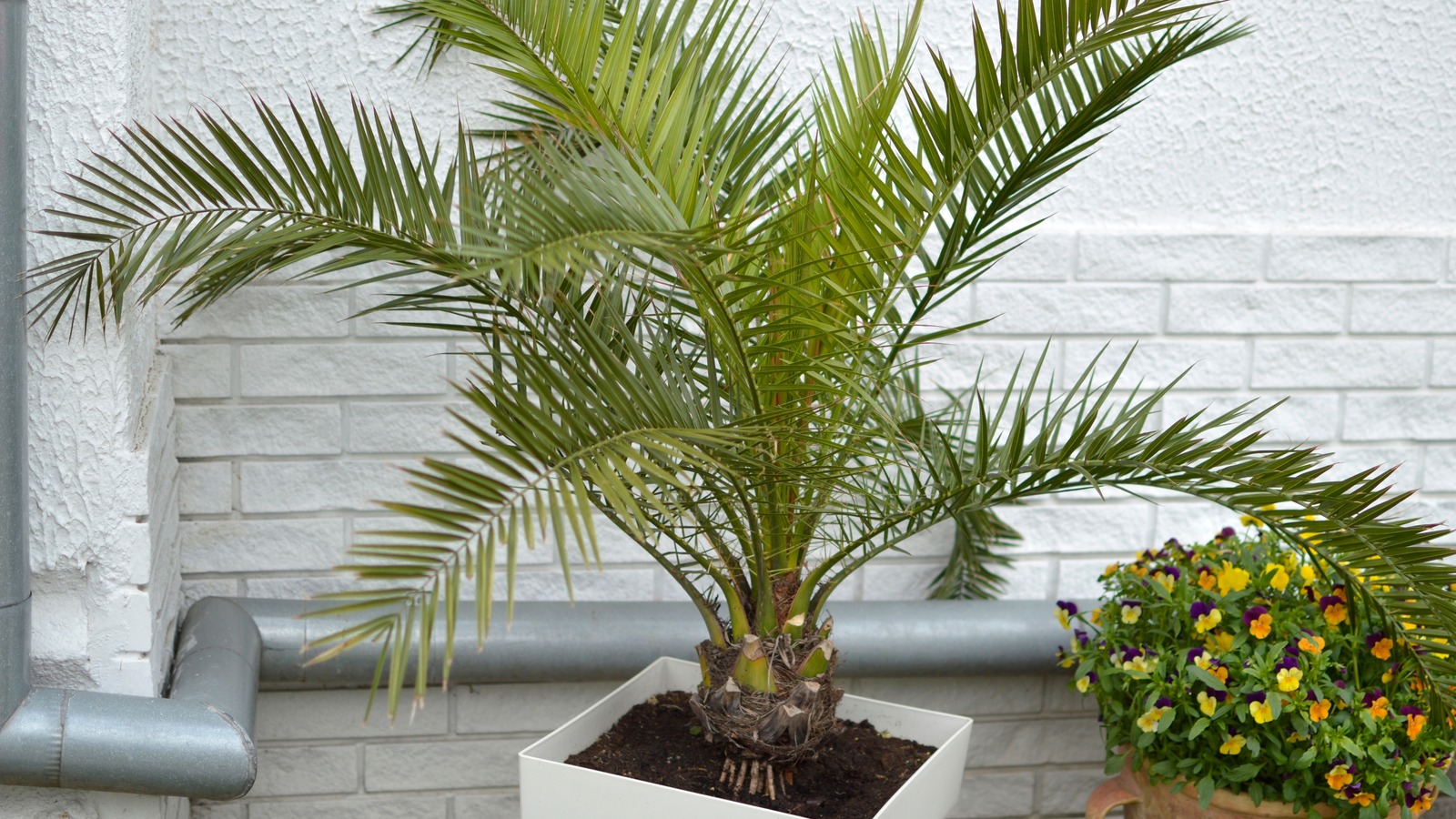 Tips To Safely Divide Your Majesty Palms So You Can Get More Plants For