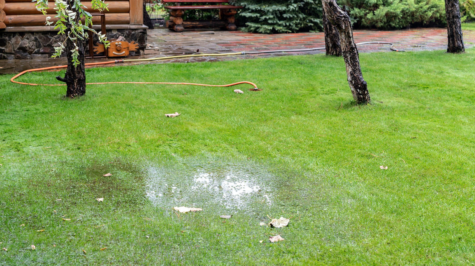 Learn Which Trees Are Least Likely To Damage Water And Sewer Pipes