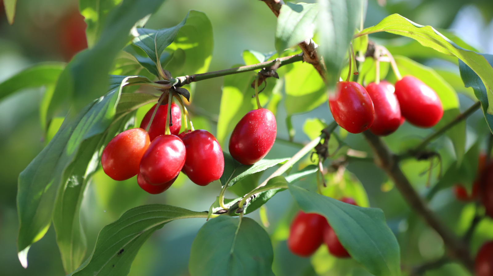 Trees You Didn't Know Actually Produced Edible Fruit
