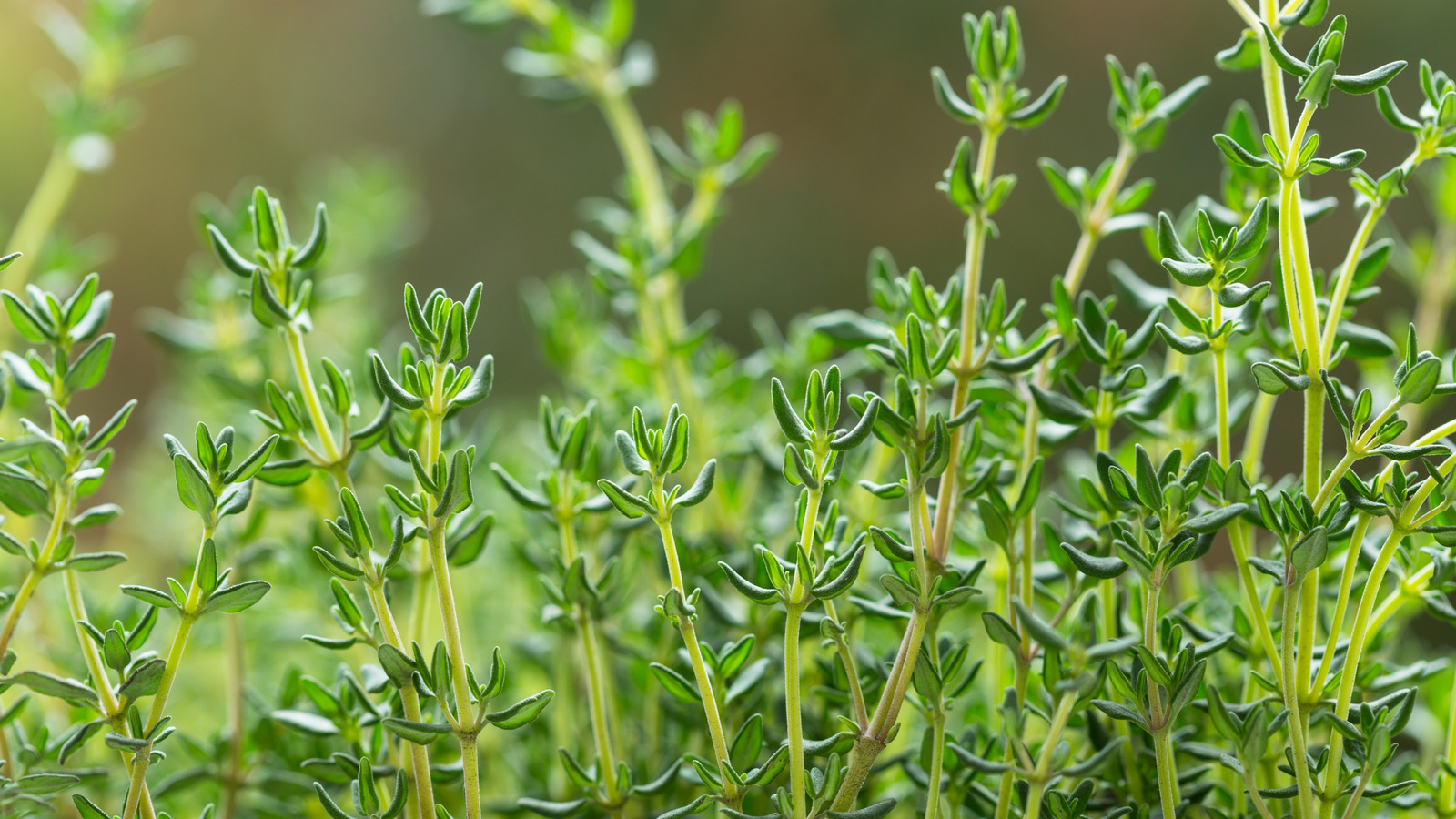 Explore an Easy Propagation Method to Enrich Your Garden with Fragrant Thyme - Global Ideas
