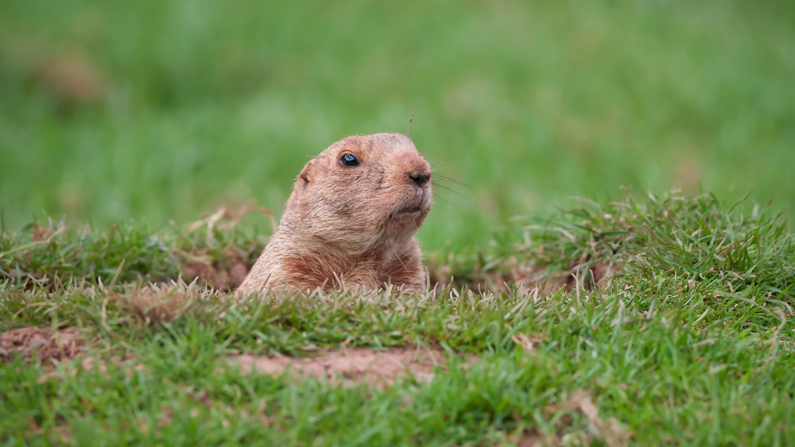 Turn A Pencil Holder Into A Garden Essential Against Pests