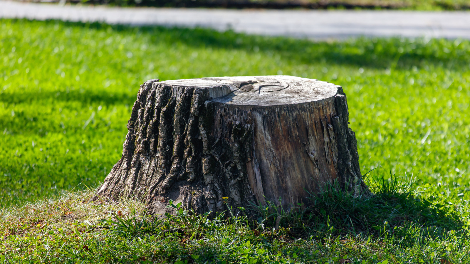 Turn An Old Tree Stump Into A Useful Landscaping Feature