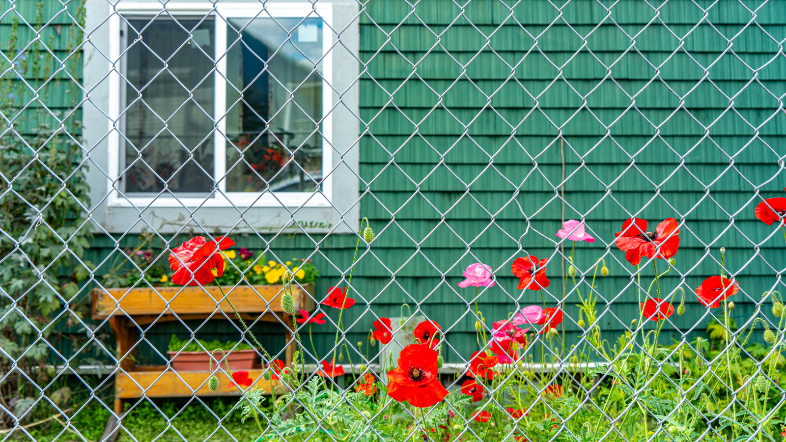 Turn That Ugly Chain Link Fence Into A Bountiful Garden With This ...