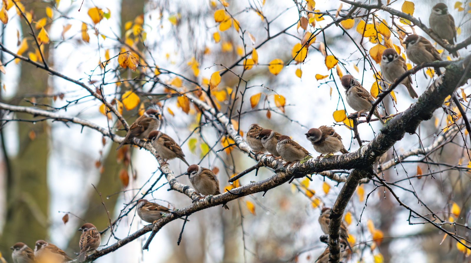Turn This Kitchen Utensil Into A Bird Feeder And Watch Birds Flock To ...