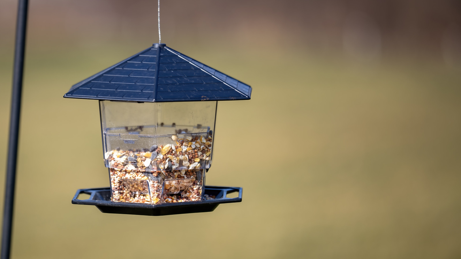 Types Of Birds That'll Flock To Your Feeder Once You Add Safflower Seeds