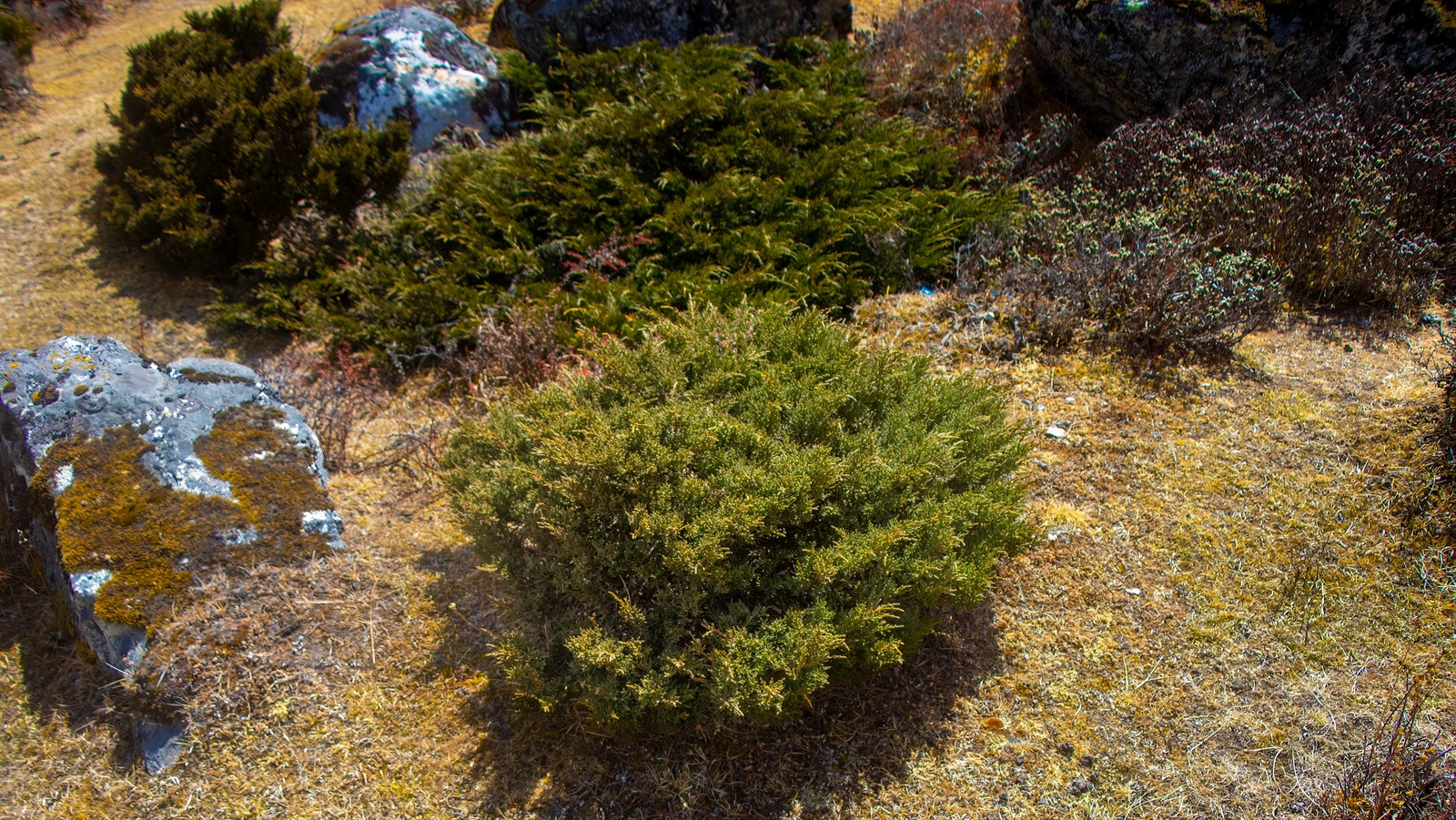 Types Of Juniper Ground Cover Plants And How To Choose The Best One For ...