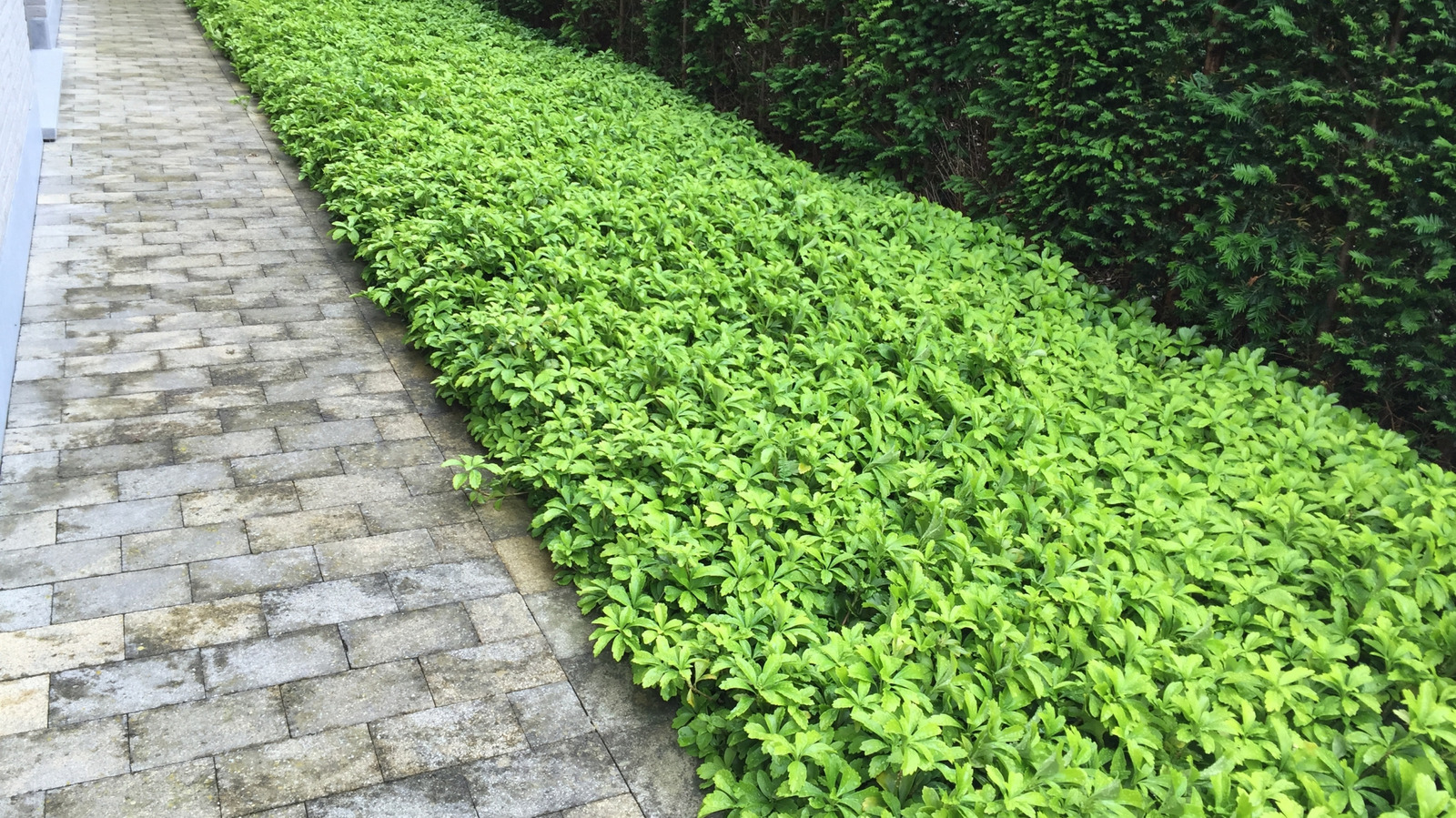 Types Of Pachysandra Ground Covers You Should (And Shouldn't) Plant