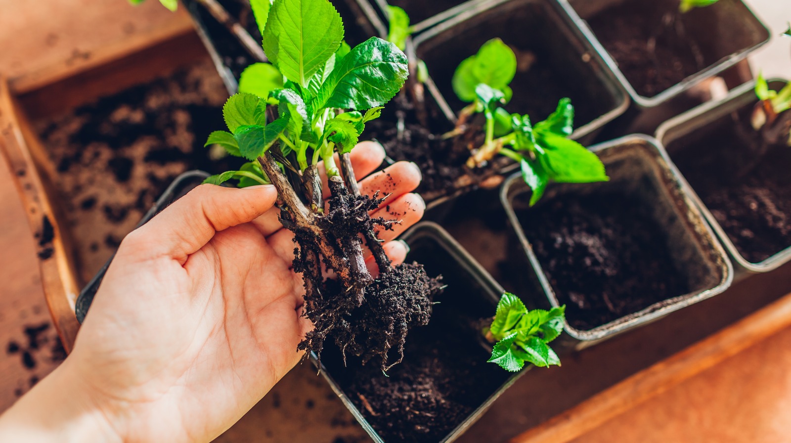 Types Of Rooting Hormones You Can Use To Multiply The Plants In Your Garden