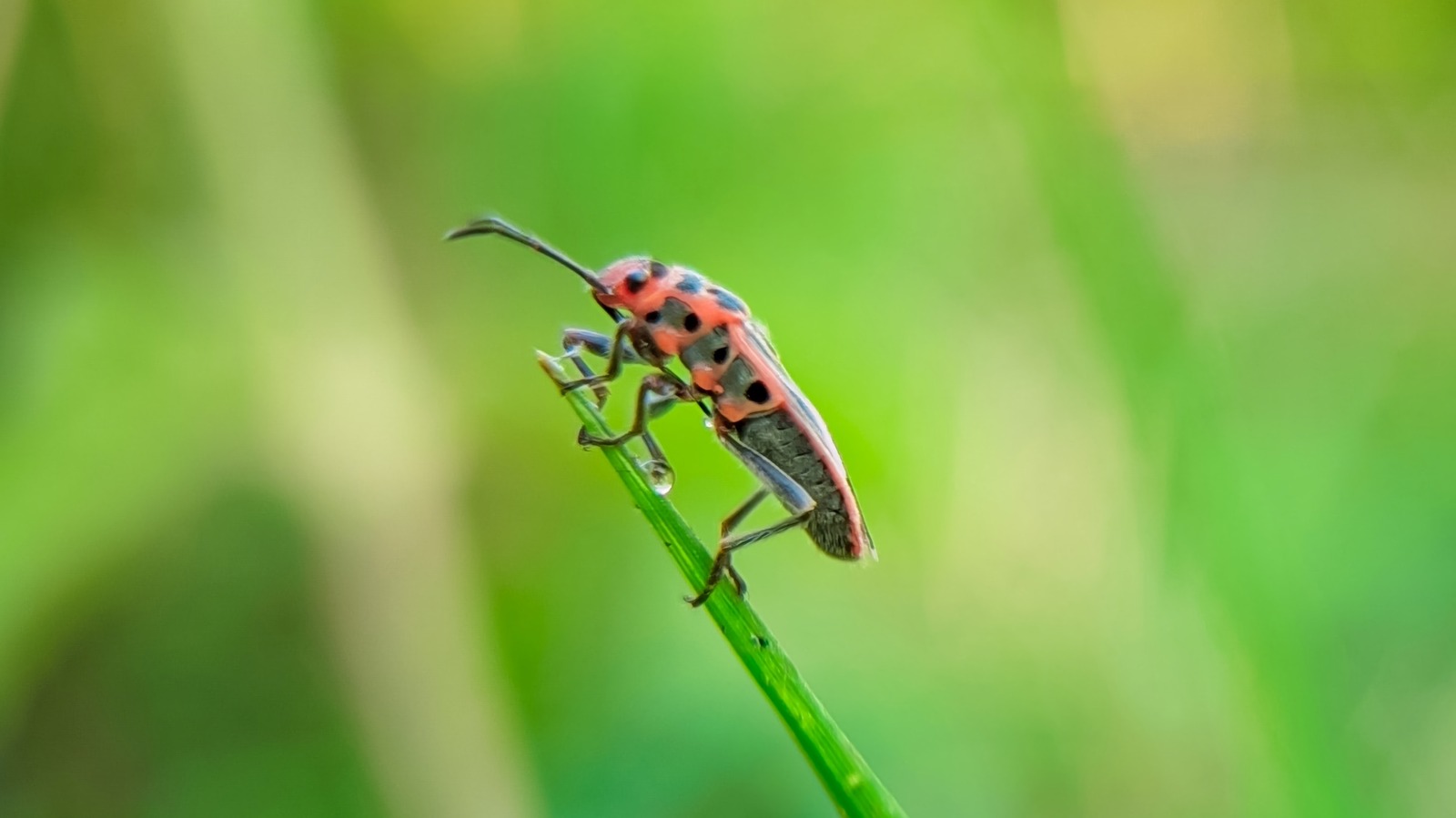 Use A Coffee Can Trick To Test Your Lawn For Chinch Bug Infestation