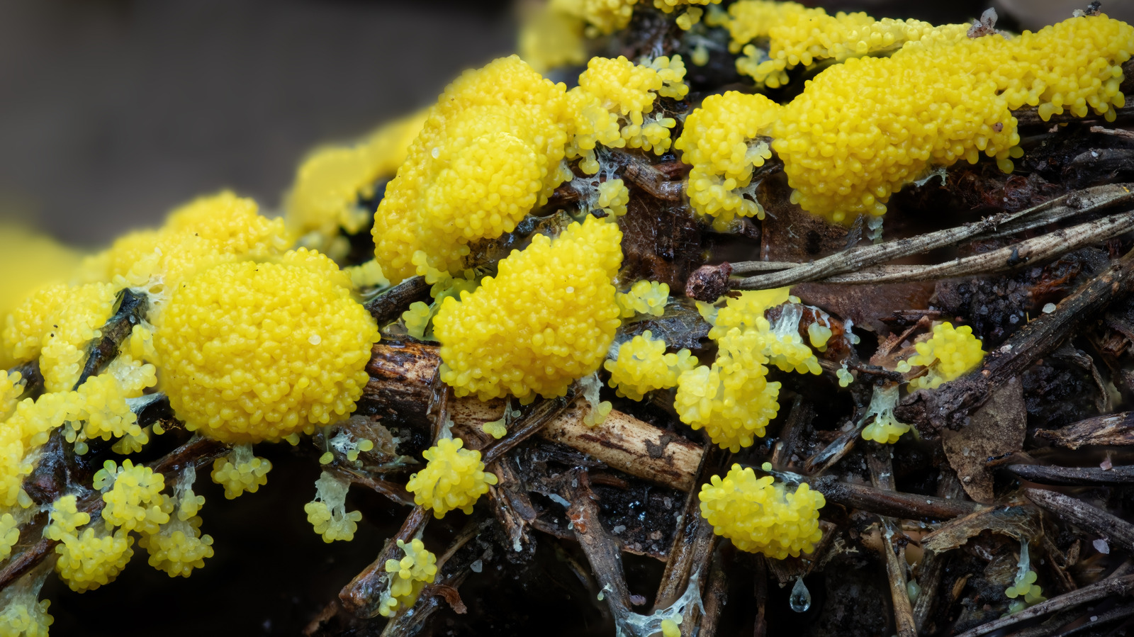 Get Rid Of Slime Molds In Your Garden With The Help Of Hydrogen Peroxide