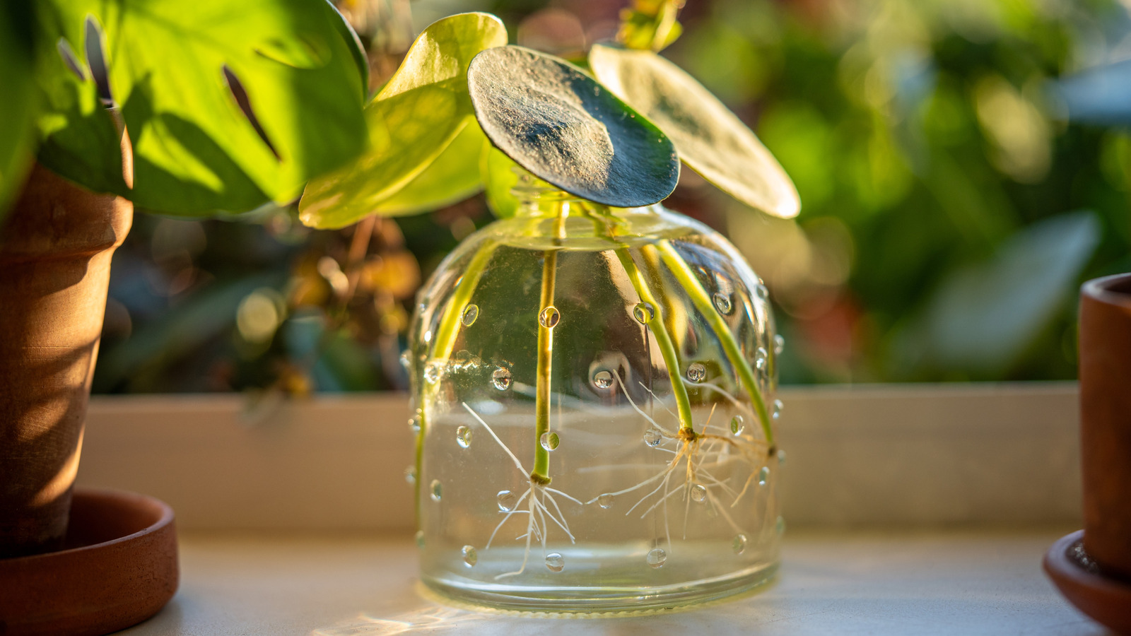 Use A Common Household Product To Make A Stunning Propagation Bouquet ...