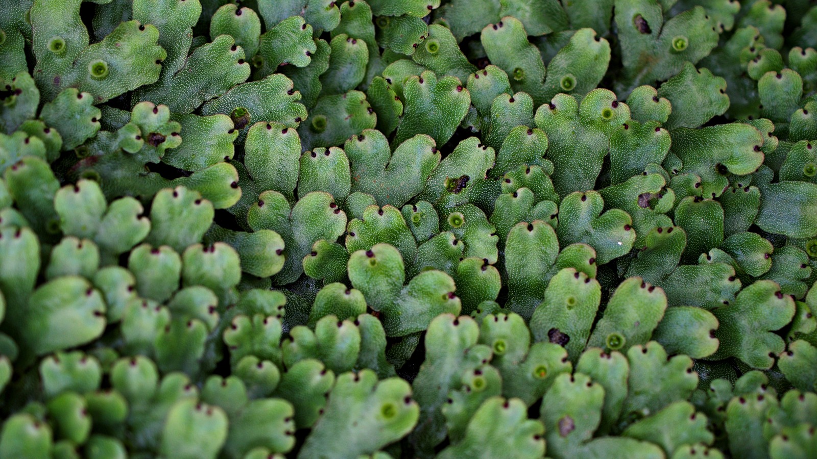 Use A Common Kitchen Ingredient To Get Rid Of Liverwort Weeds In The Lawn