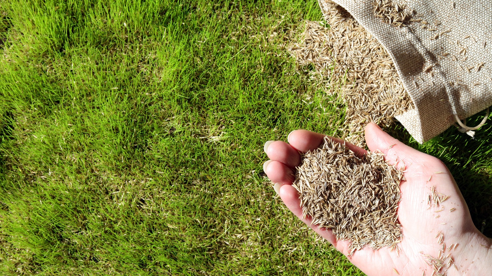Use A Simple Storage Solution To Keep Lawn Seeds Viable Over The Winter