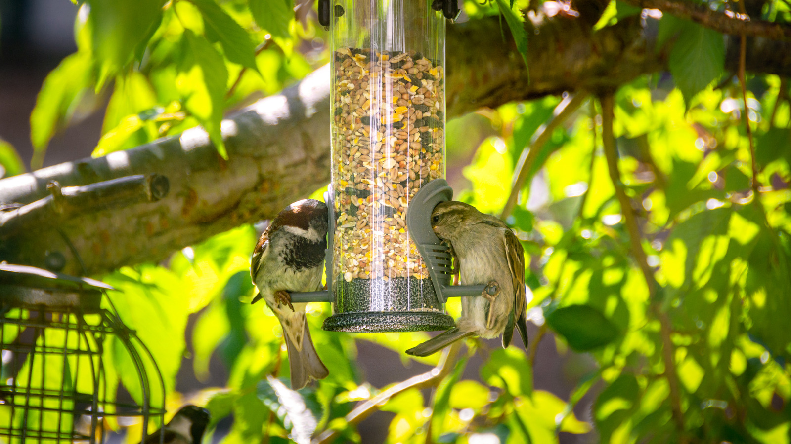 Use Bird Feeders For A Clever Garden Defense System
