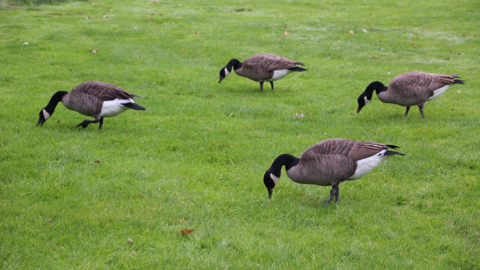 Use This Secret Ingredient To Keep Pesky Geese Out Of Your Yard