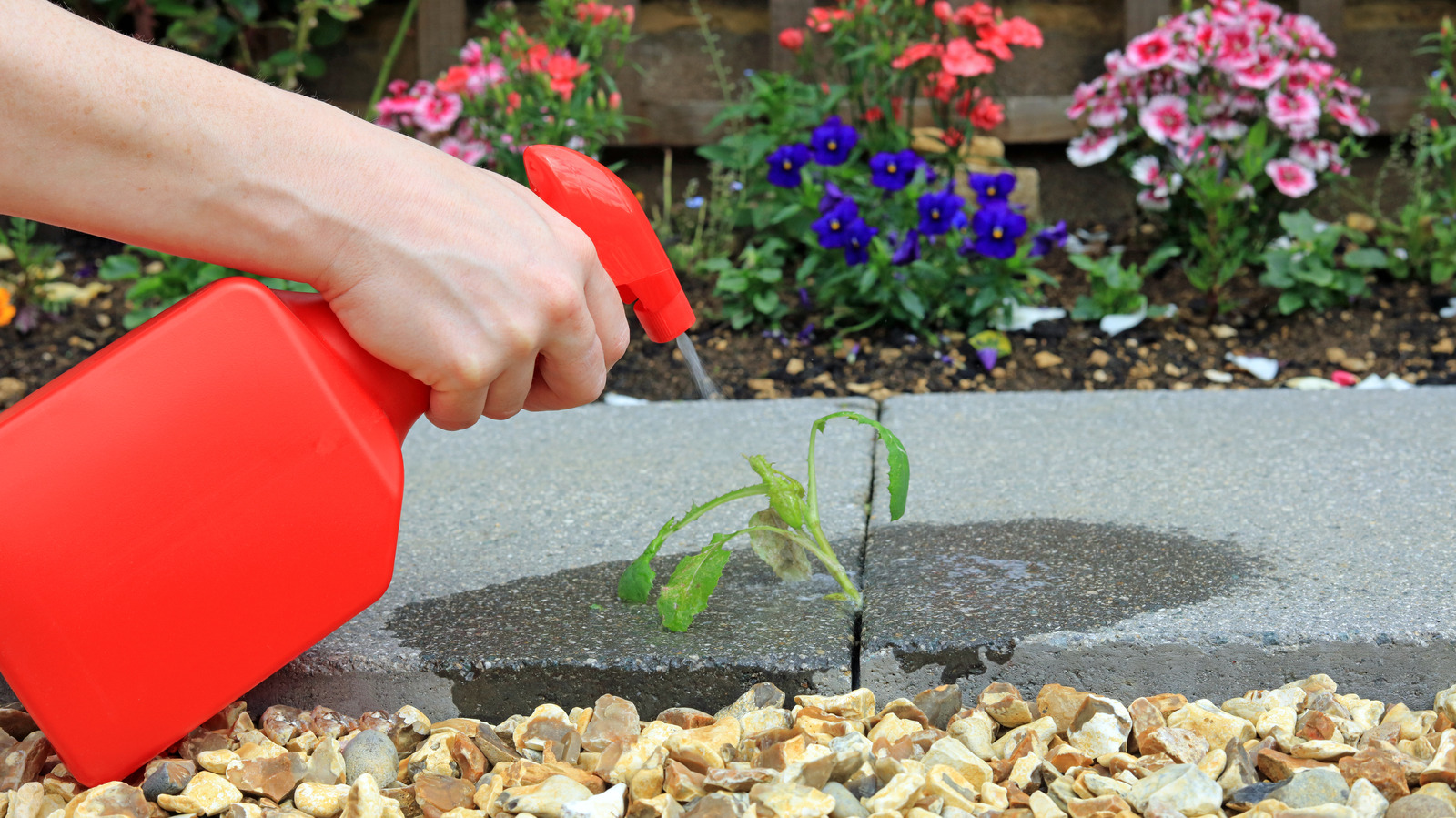 Vinegar Vs Citrus-Based Weed Killer: Which Store-Bought Option Is More ...