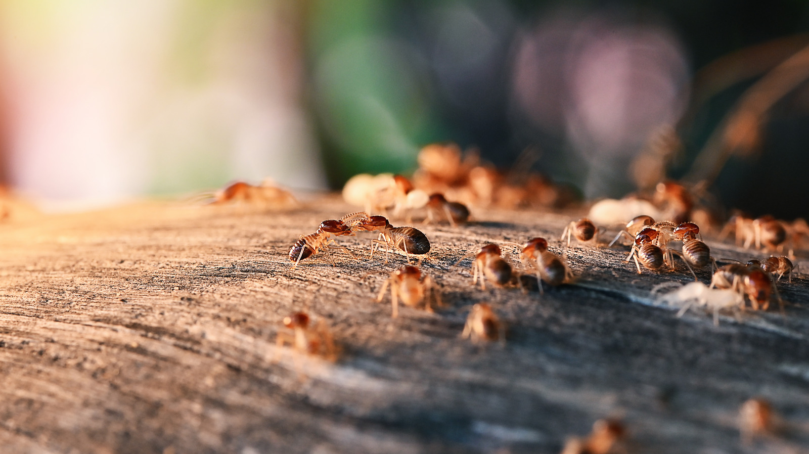 Ways To Get Rid Of Termites
