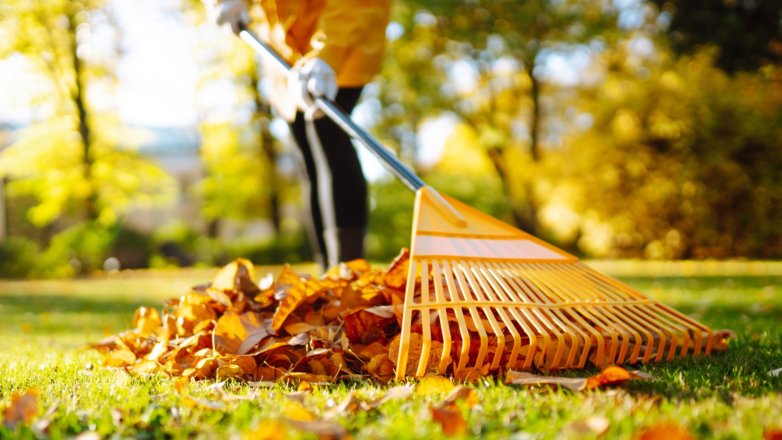 Weed Rake Vs. Leaf Rake: How To Choose The Best Tool For Your Lawn Care ...