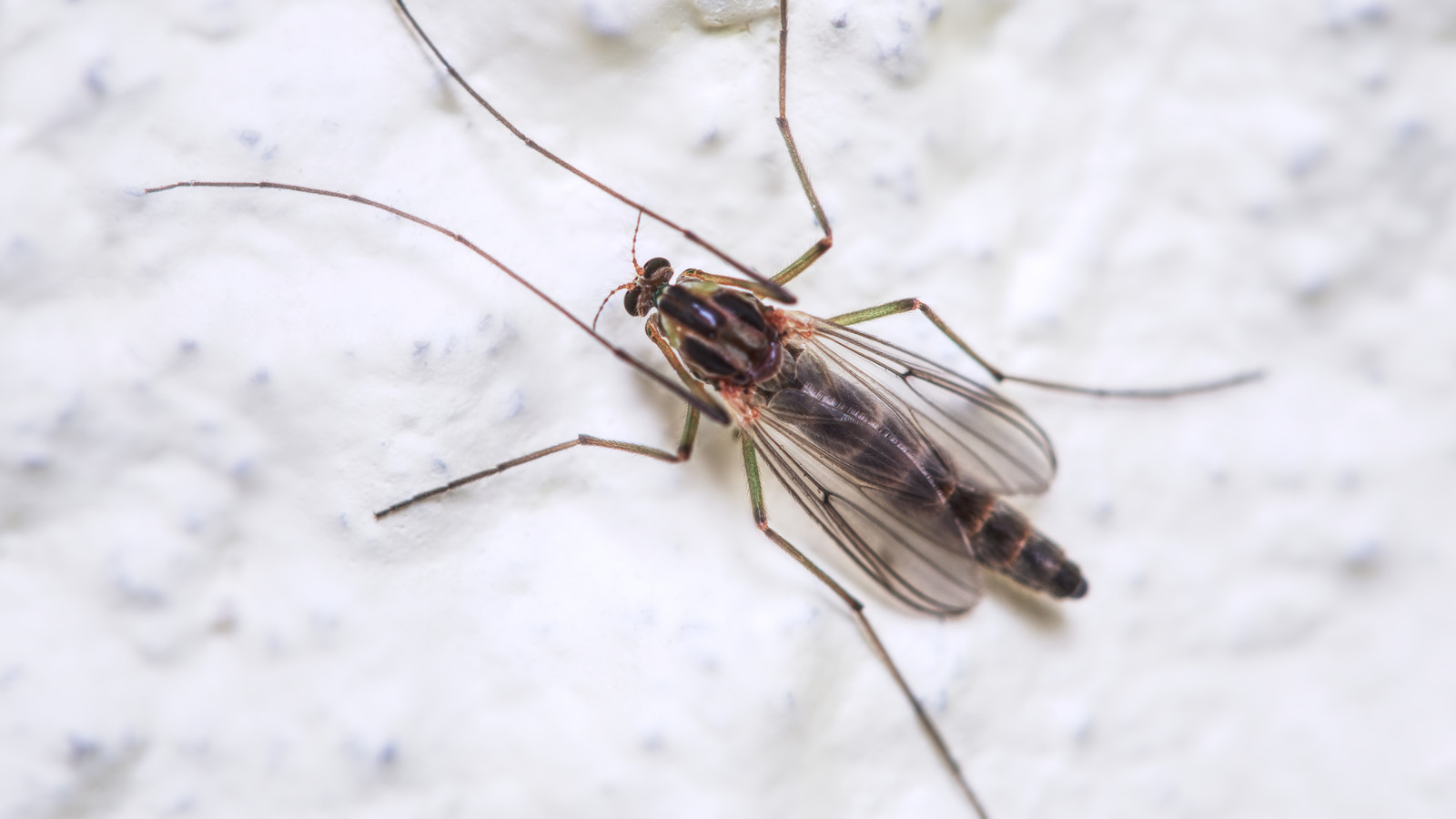 What Are Midge Bugs & Why Are They Attracted To Your Yard?