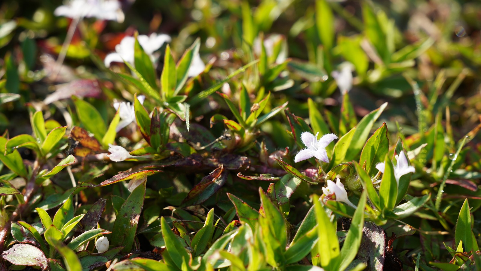 Learn Tips To Identify And Get Rid Of Virginia Buttonweed