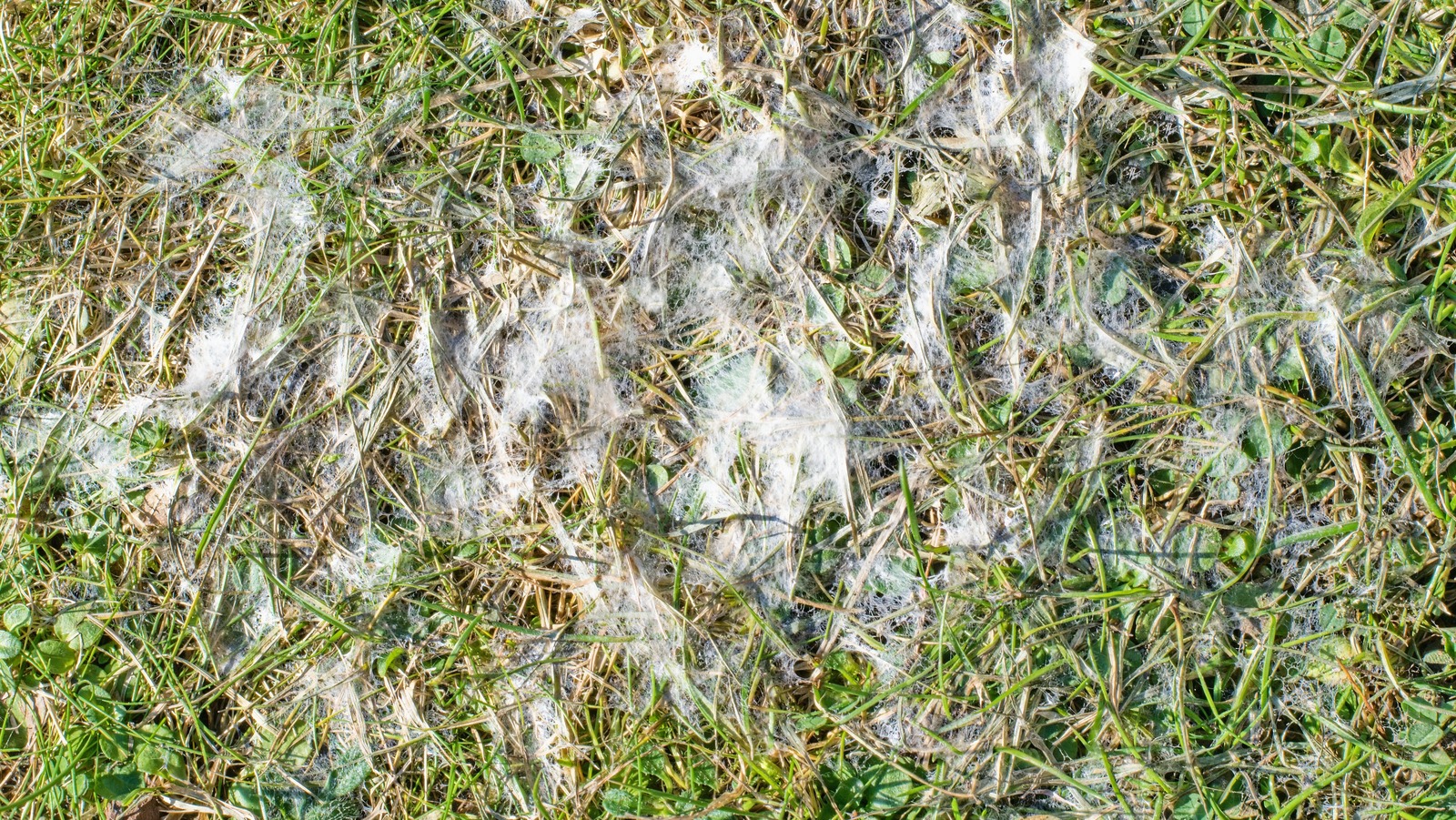 What Causes Winter Injury On A Lawn And What Can You Do To Prevent It?