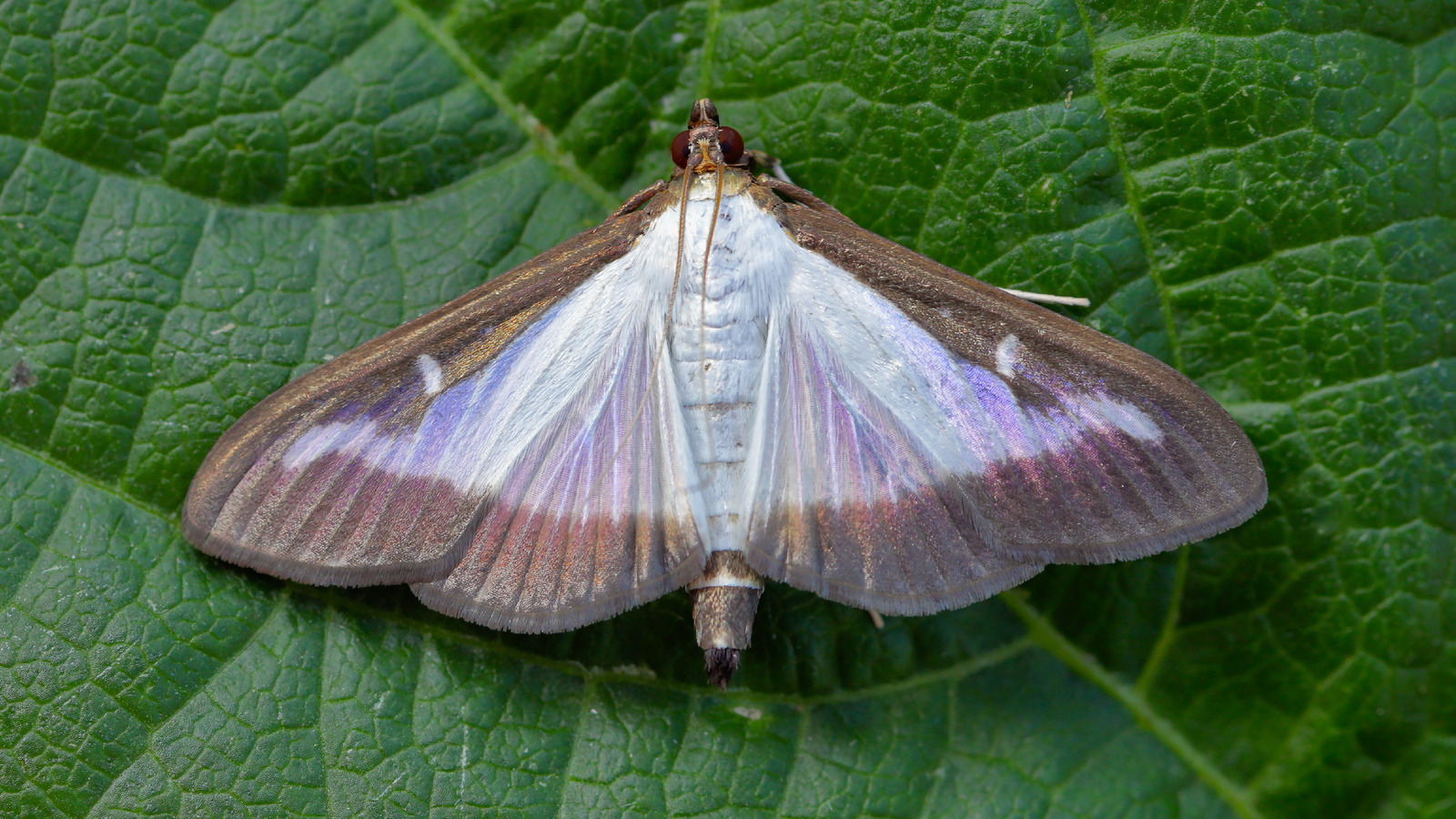 What Every Gardener Should Know To Stop The Box Tree Moth In Its Tracks