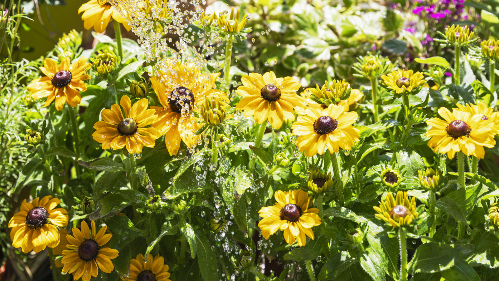 What Is A Garden Watering Bell And How Effective Is It?