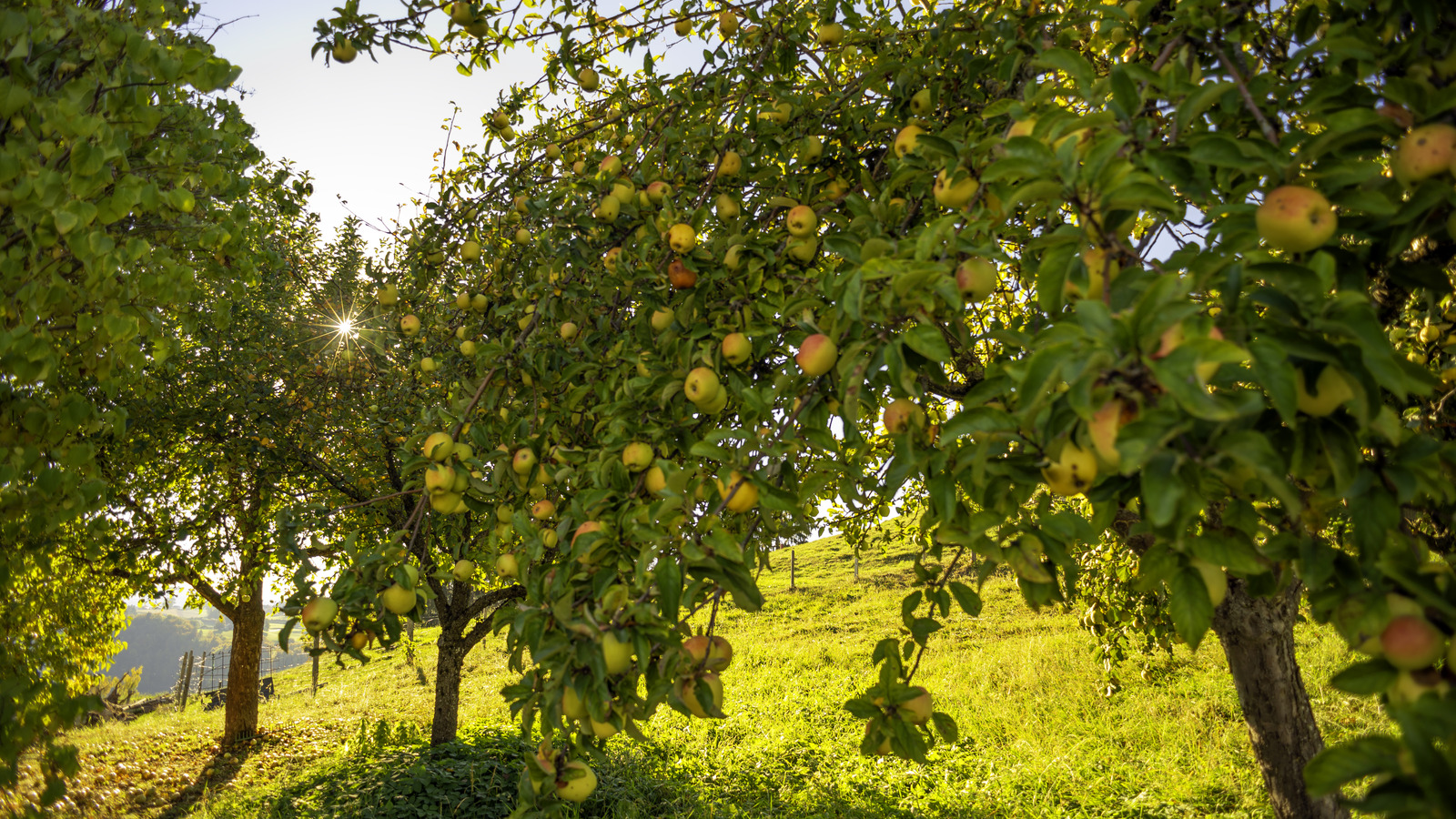 What Is Backyard Orchard Culture (And How To Reap The Benefits On Your ...