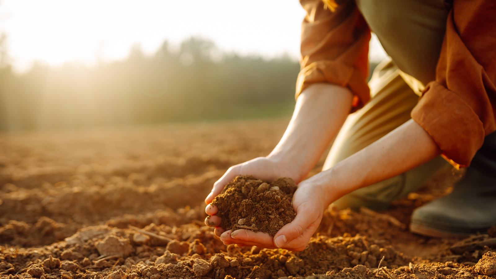 What Is Humus And How To Increase It In Garden Soil