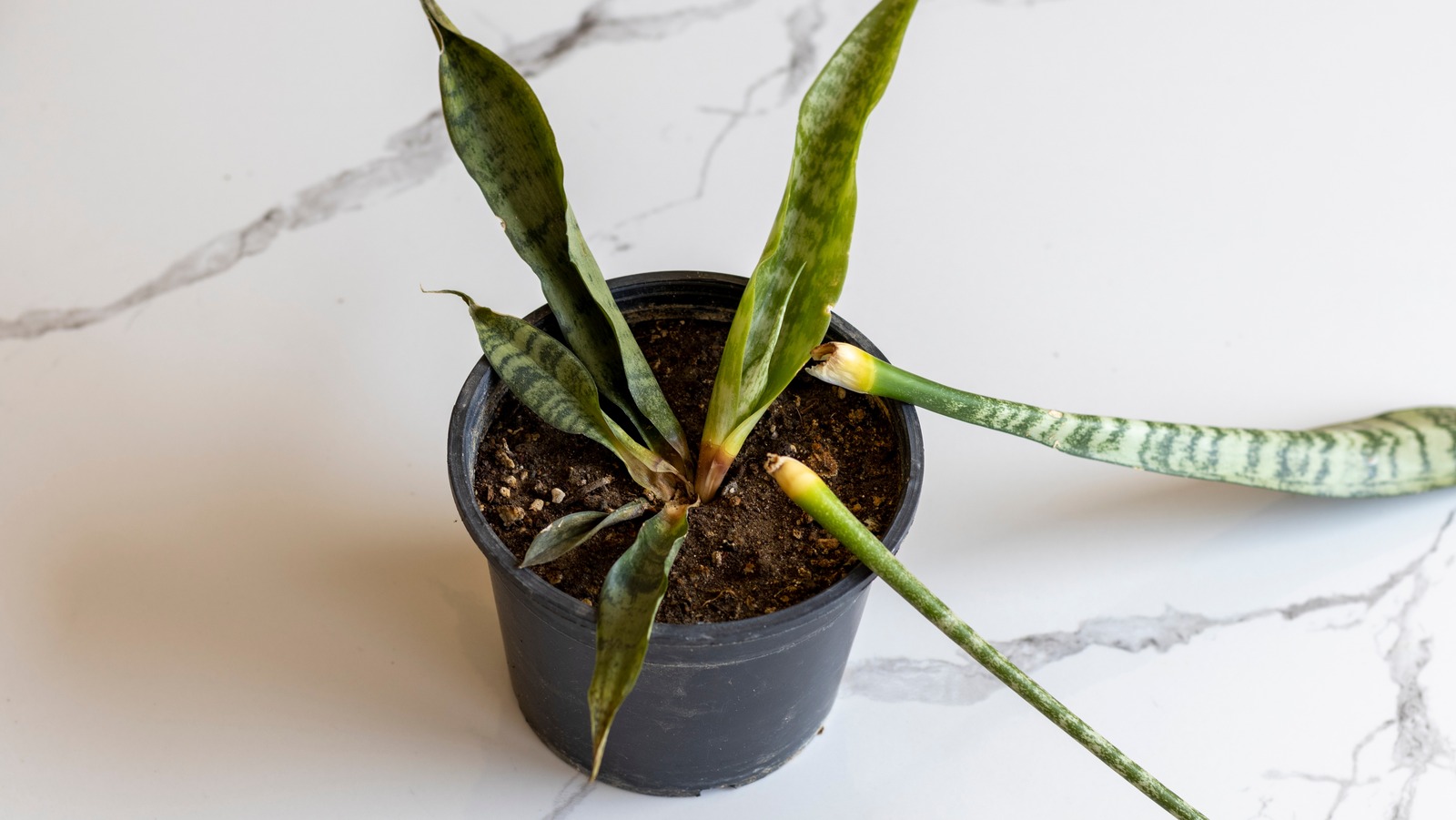 What Is Root Rot And How To Deal With It What Is Root Rot And How To Deal With It