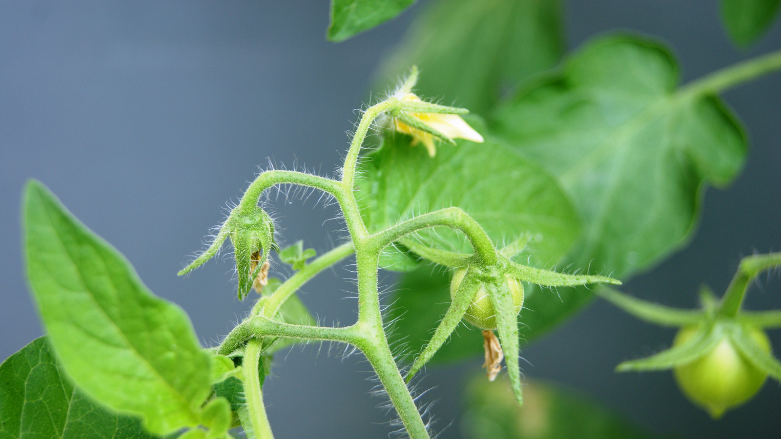 What Is That Fuzzy Hair On Your Tomato Plant?