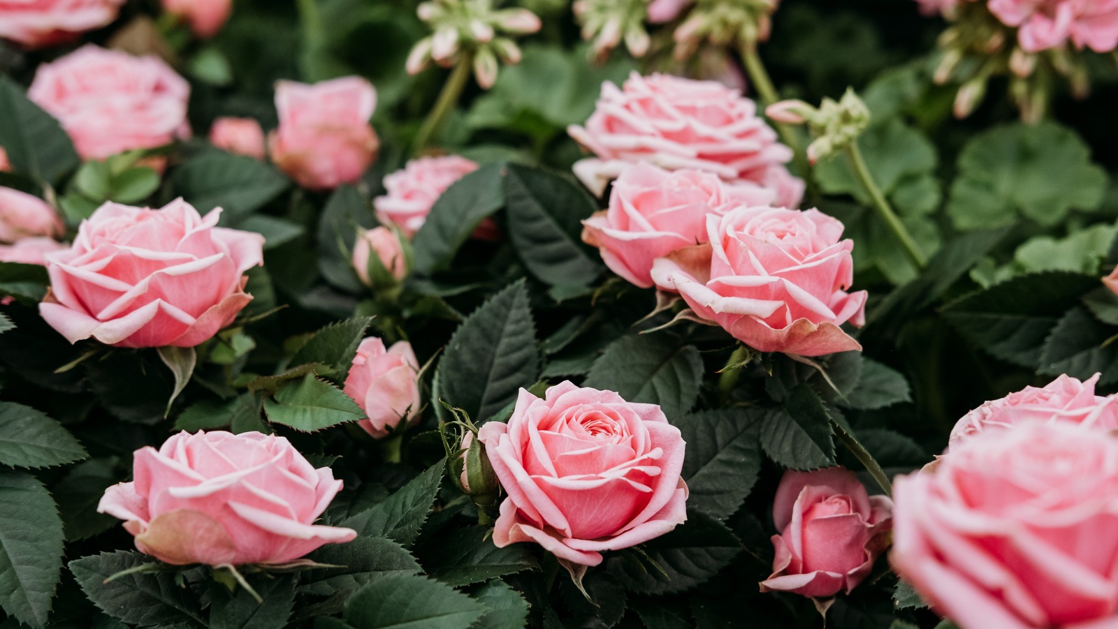 What It Means If The Roses In Your Garden Are Changing Colors