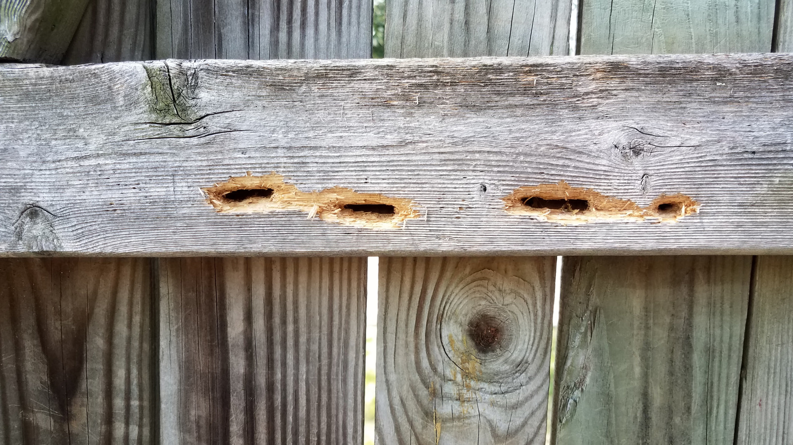 The Major Issue That Could Be Causing Small Holes In Your Fence