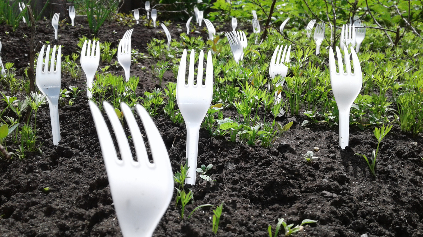 What It Means If You See A Bunch Of Forks In Someone's Yard