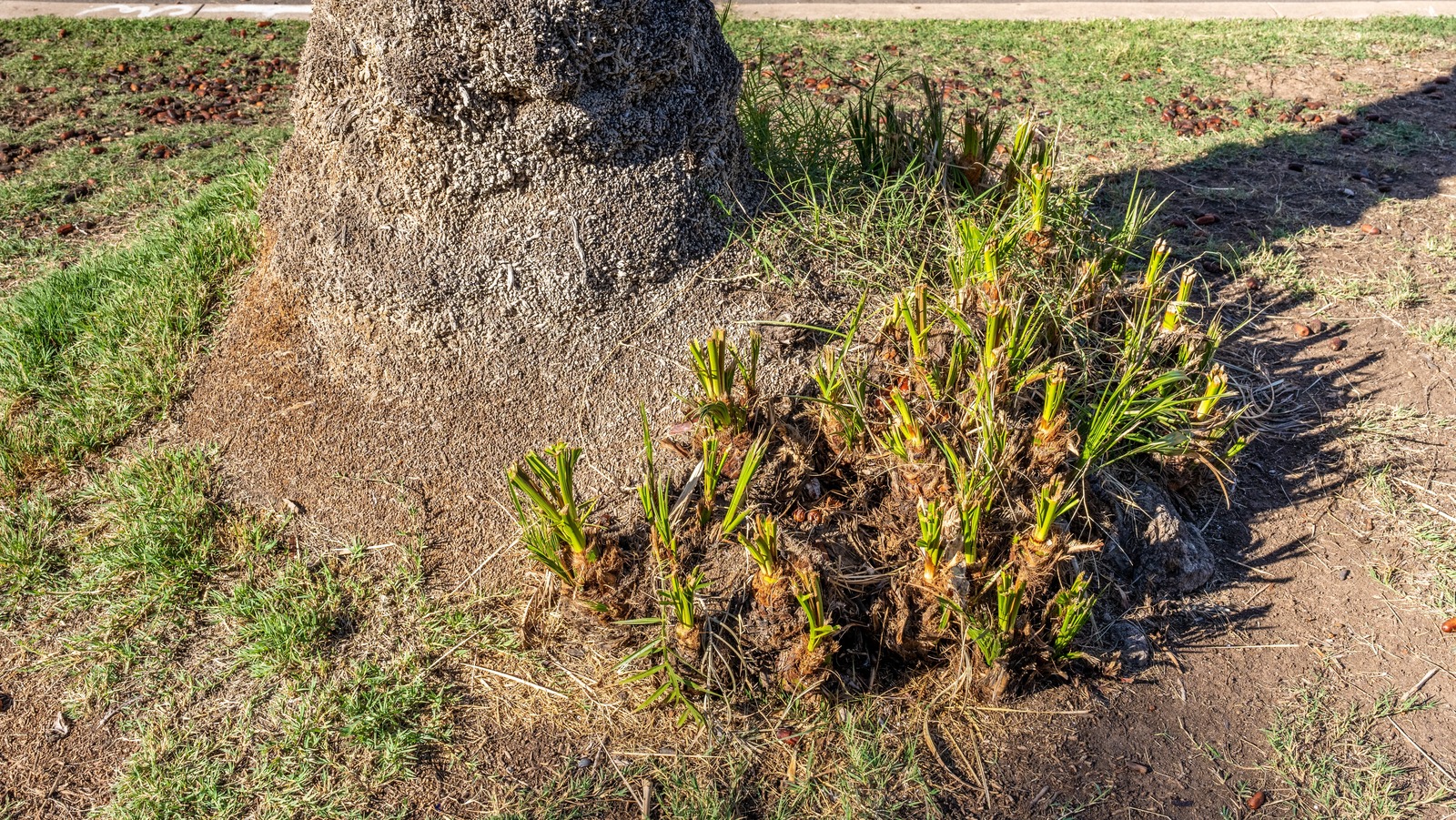 What It Means If Young Stems Are Sprouting From The Base Of Your Tree