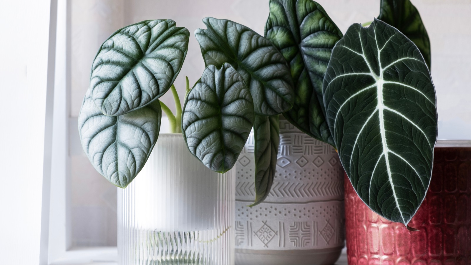 What It Means When Your Alocasia Blooms (And Should You Remove It?)