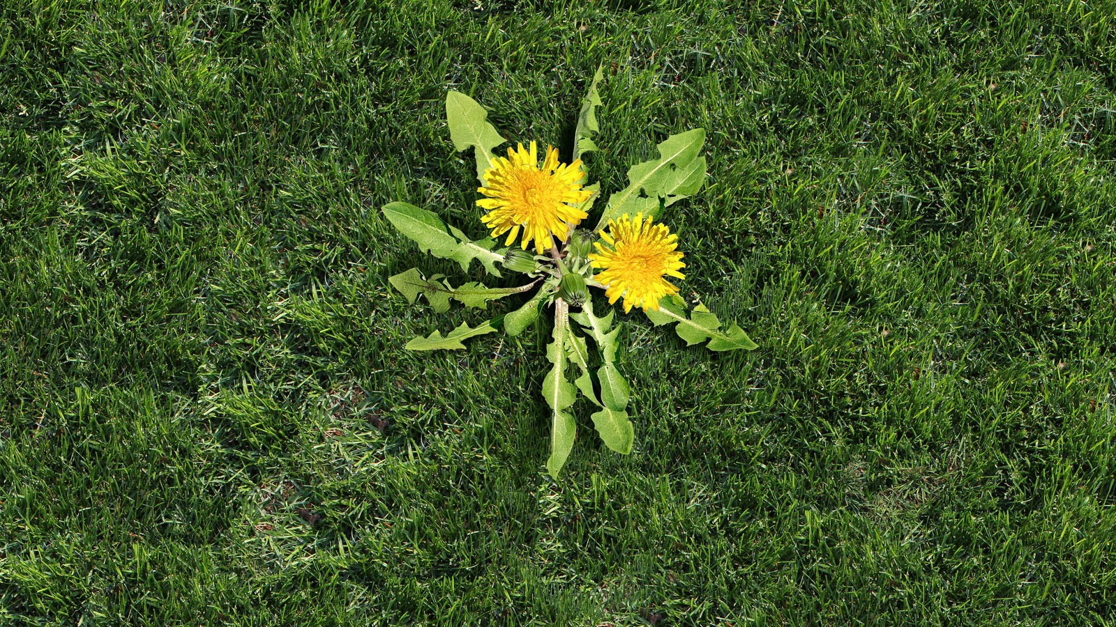 What The Weeds Growing In Your Yard Say About Your Soil (And What To Do ...