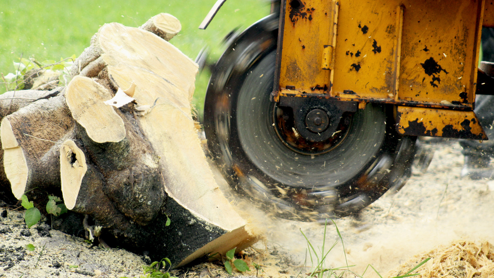 What To Consider Before Removing A Tree Stump From Your Yard