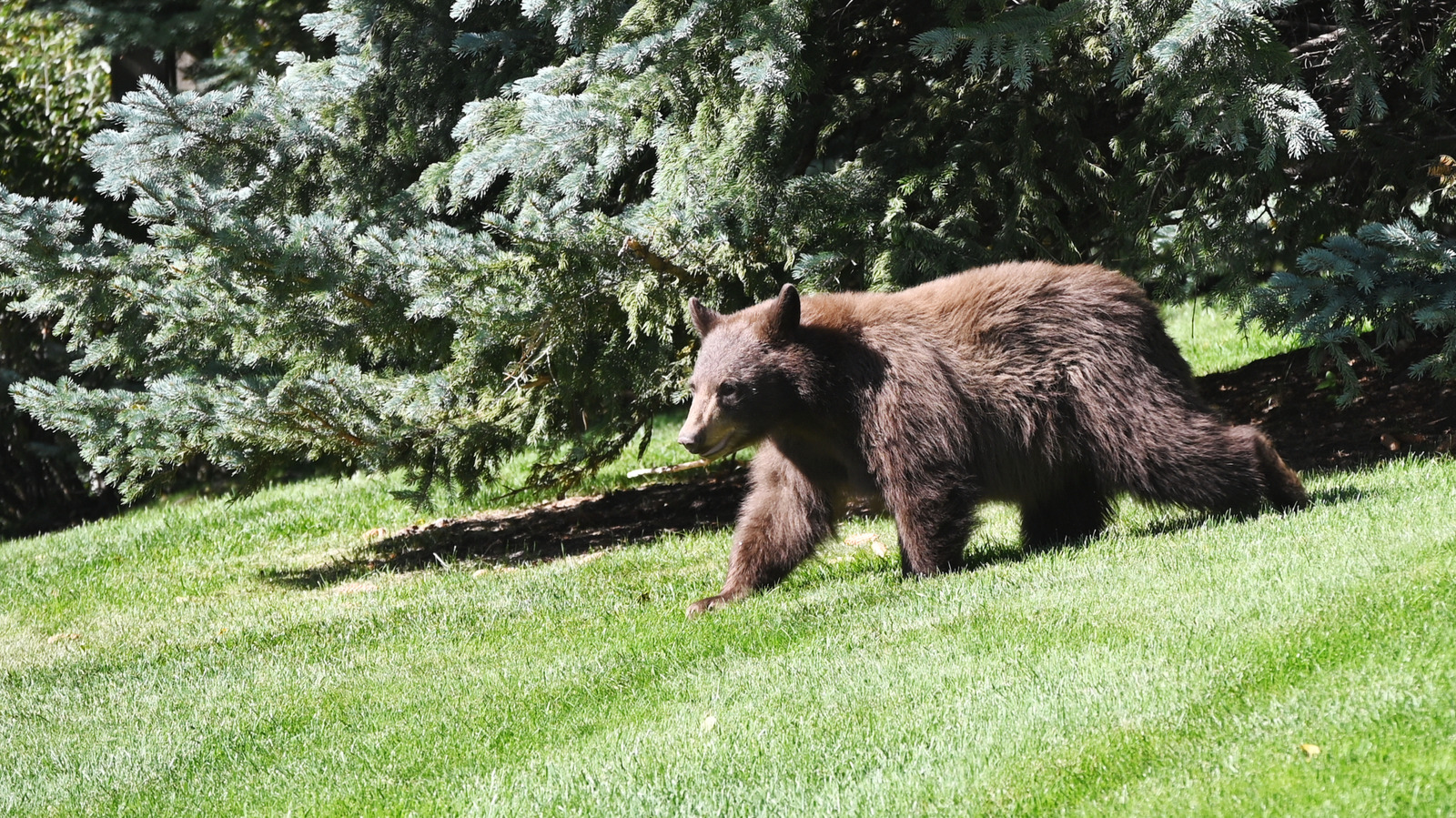 What To Do If A Bear Is On Your Property