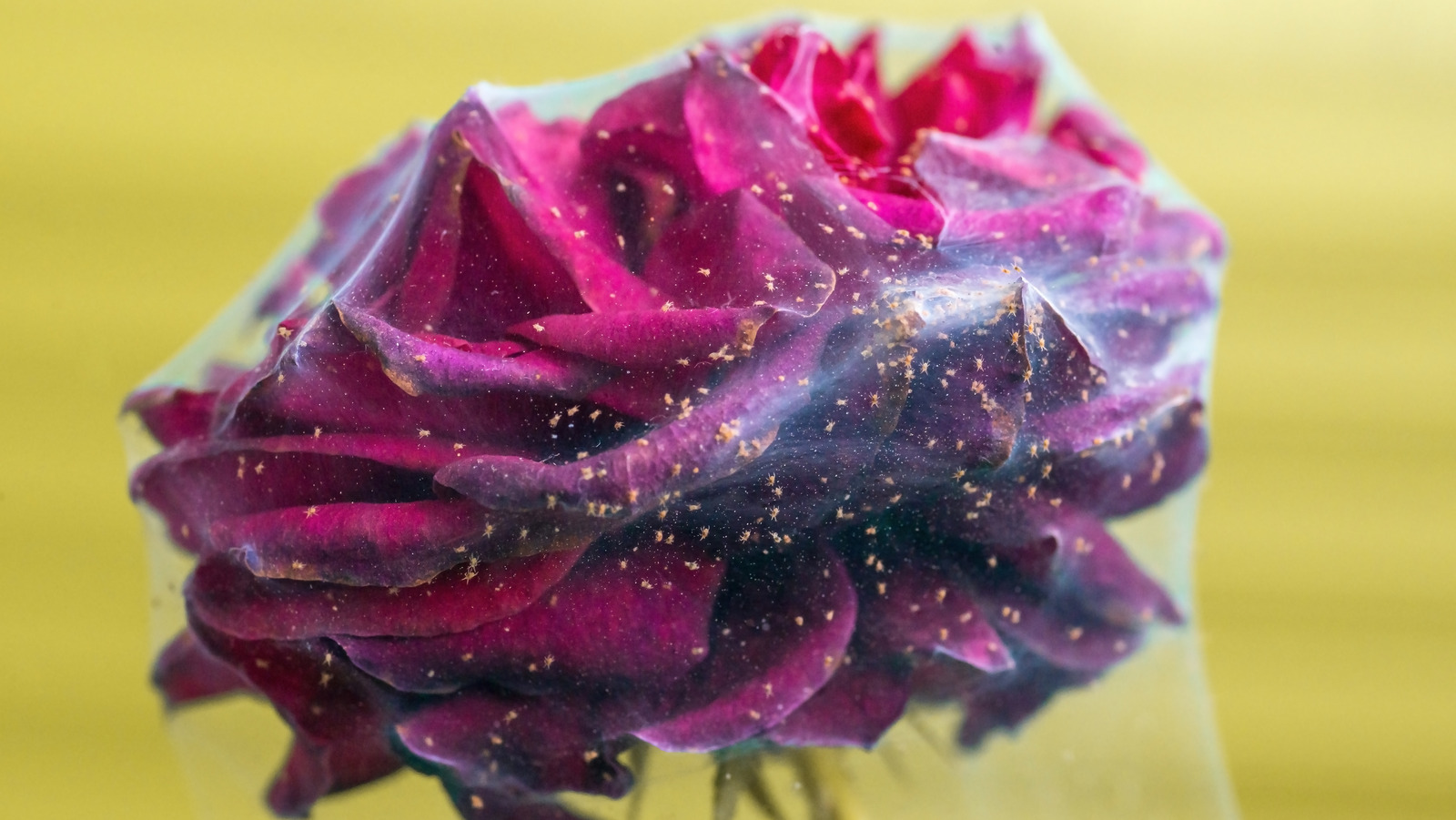 What To Do If Spider Mites Are Snacking On Your Roses
