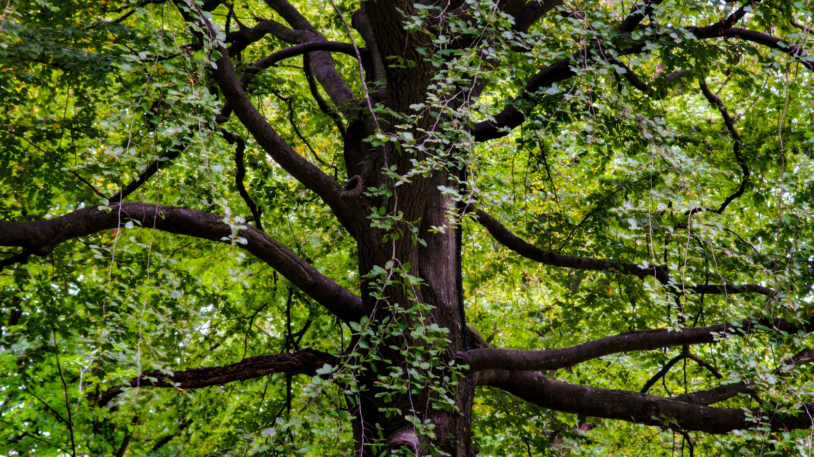 What To Do If You Find A Black Walnut Tree In Your Yard