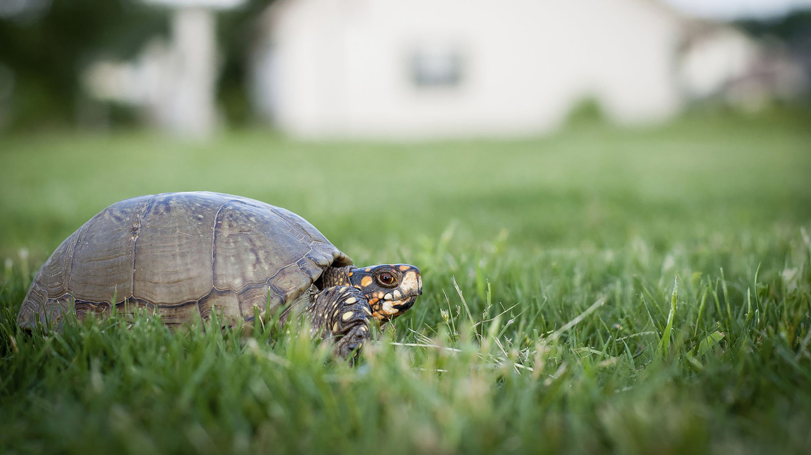 What To Do If You Find A Turtle Nesting In Your Yard