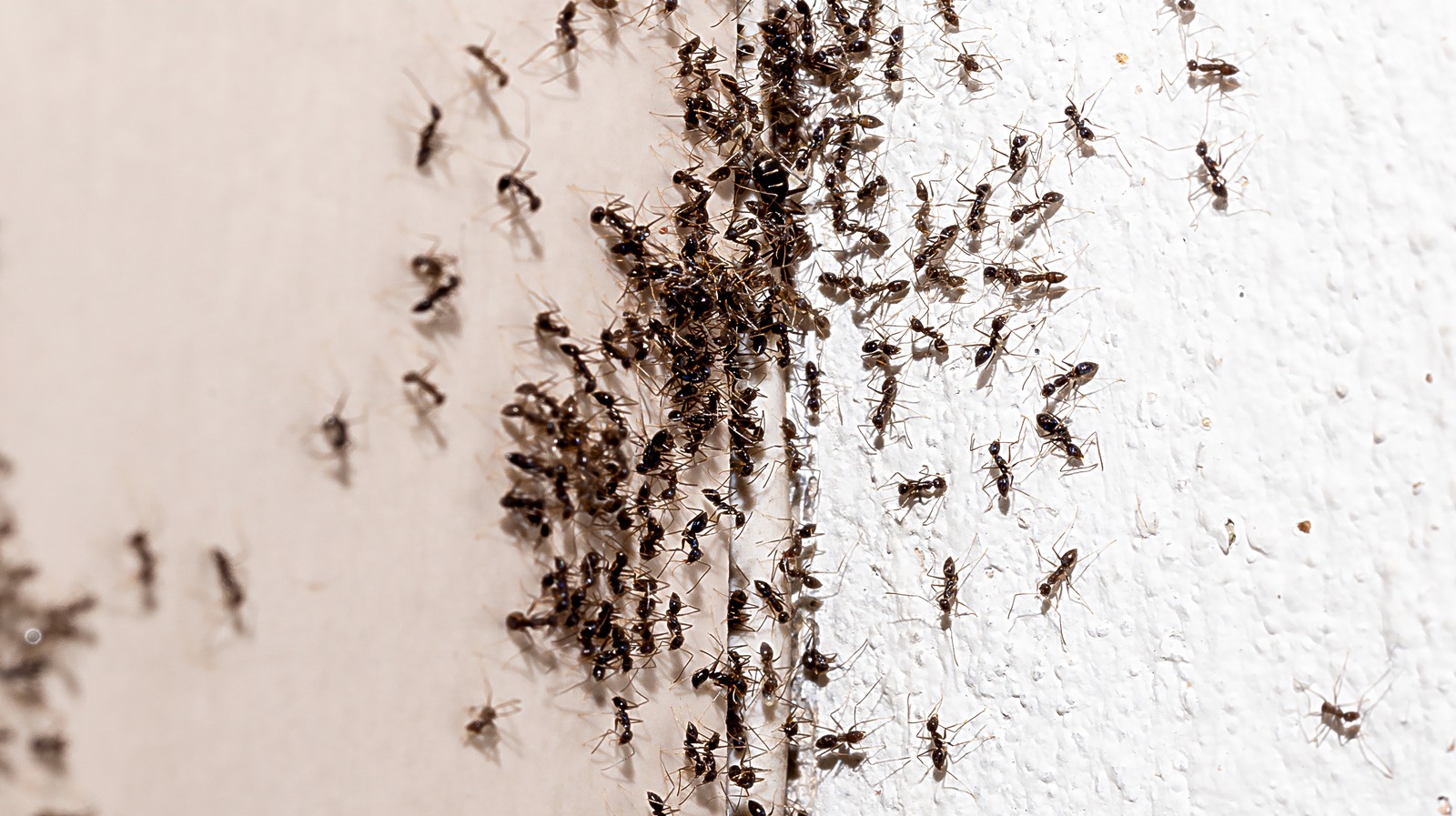 What To Do If You Find Ants Lurking In Your Walls