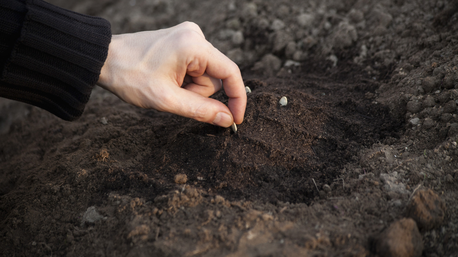 How To Fix Seeds That Are Planted Too Deep