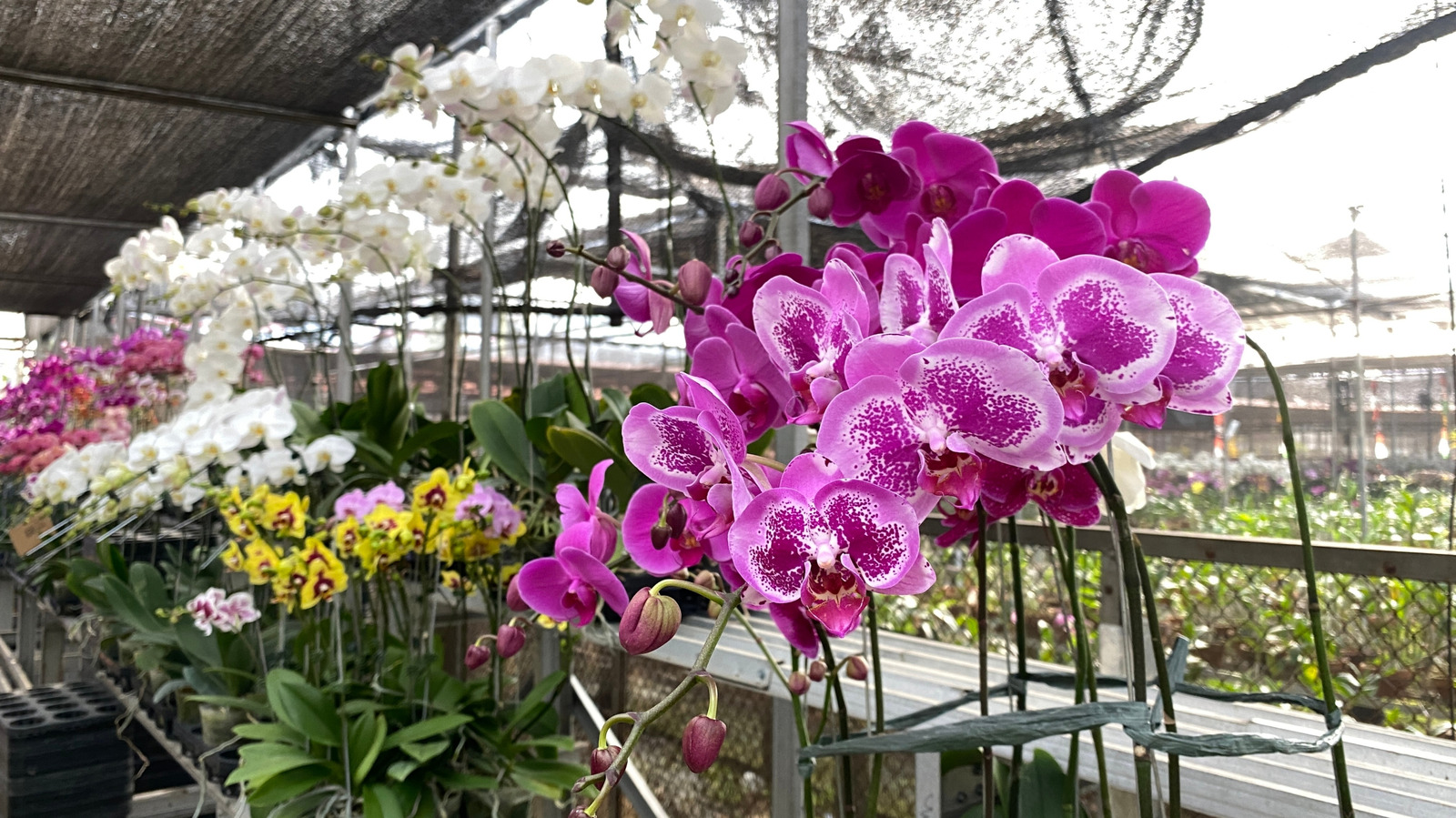 Tips For Choosing The Best Orchid To Buy From The Store