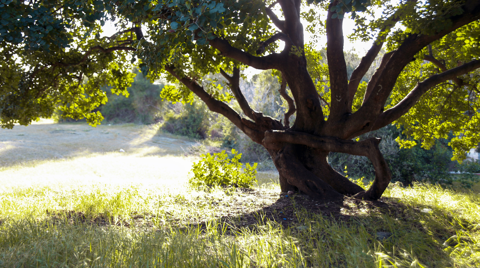What You Need To Know Before Planting A Carob Tree In Your Yard For Shade
