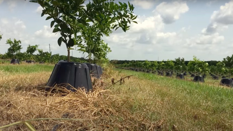 Whatever Happened To Tree T-Pee Water Conservation For Farmers After ...