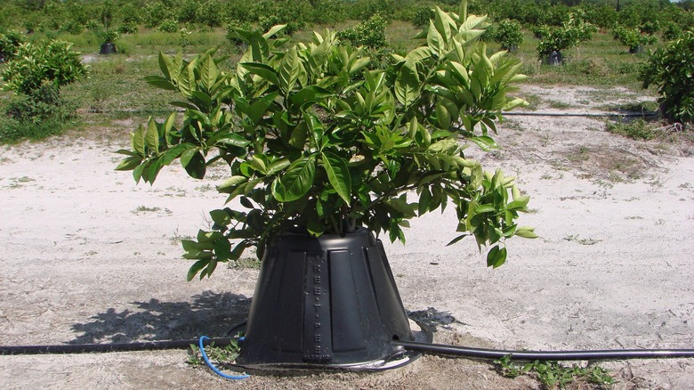 Whatever Happened To Tree T-Pee Water Conservation For Farmers After ...
